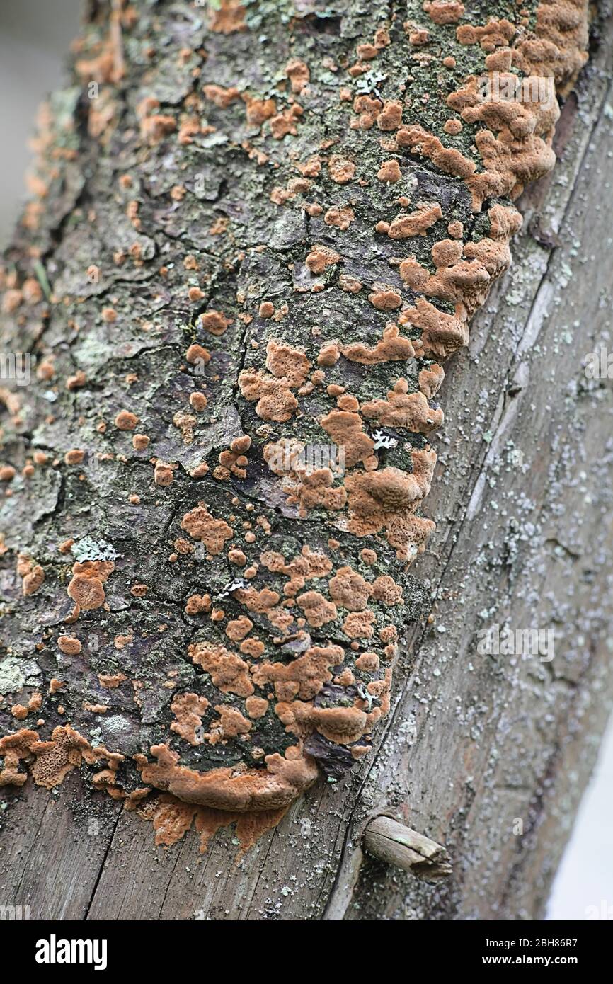 Phellinus viticola, brown polypore from Finland with no common english ...
