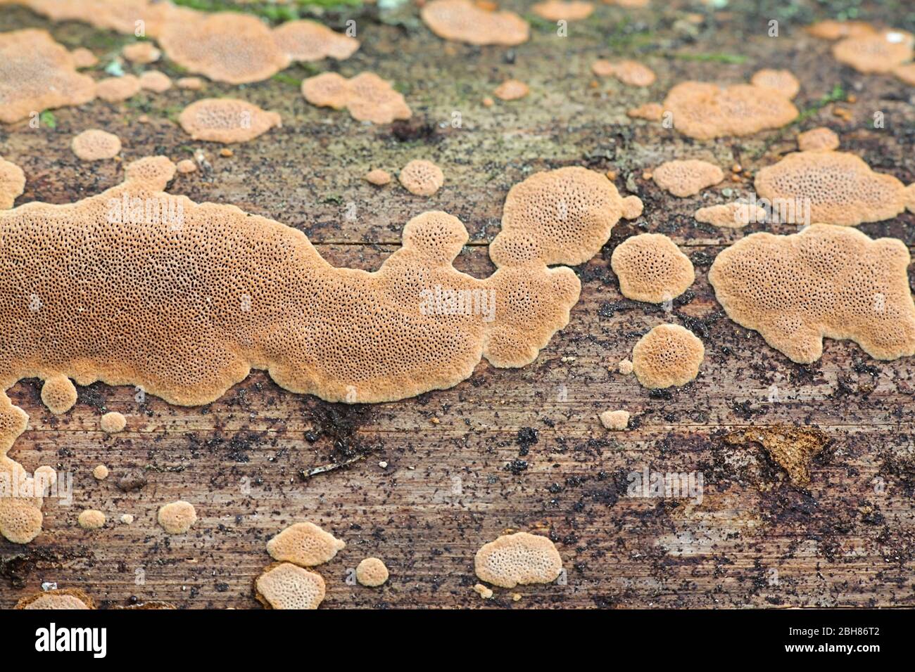Phellinus viticola, brown polypore from Finland with no common english ...