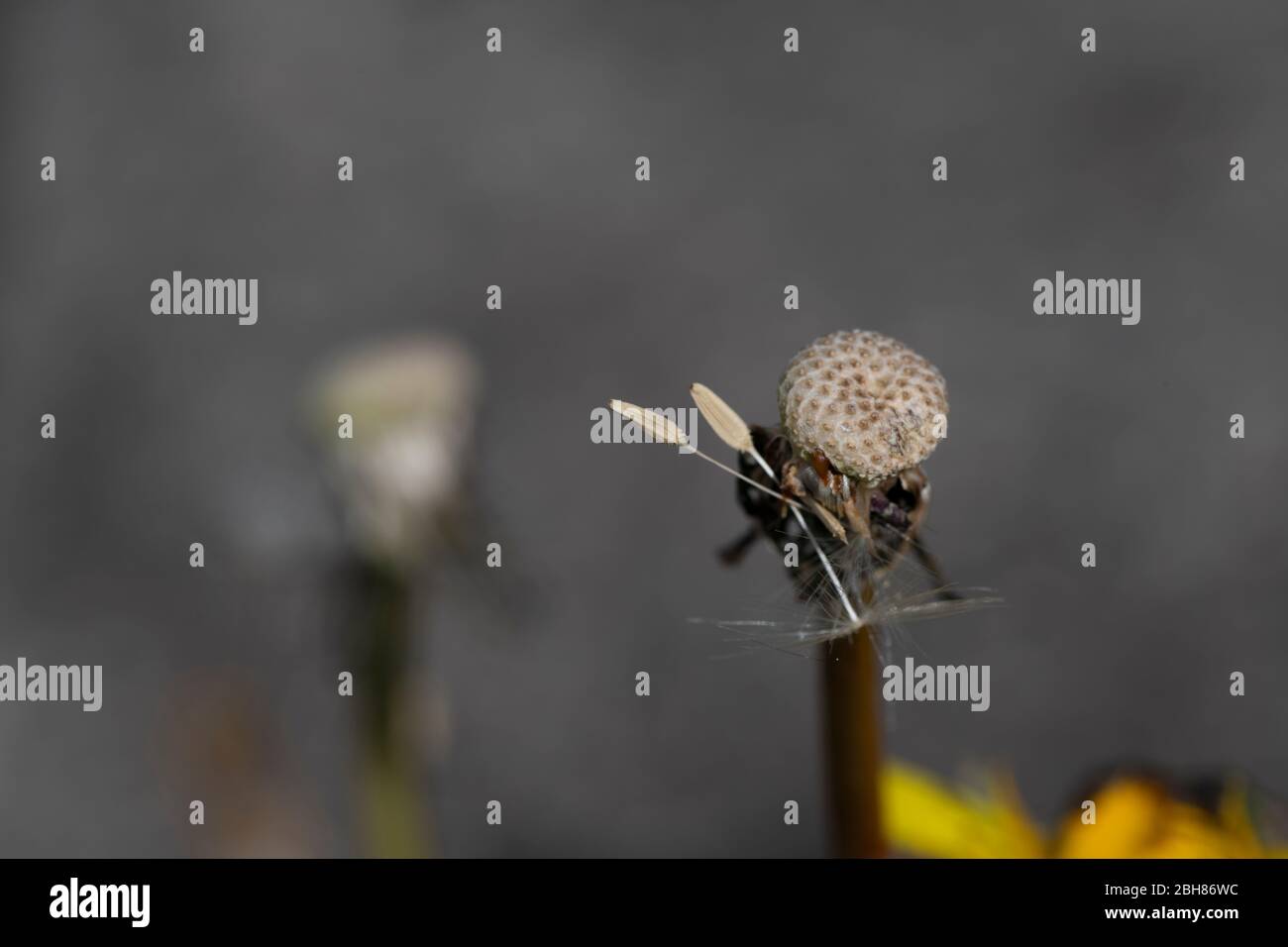 Dandelion head hi-res stock photography and images - Alamy