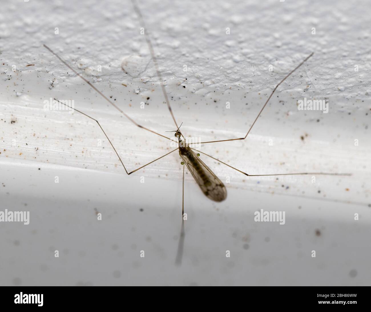 Daddy long legs close up hi-res stock photography and images - Alamy