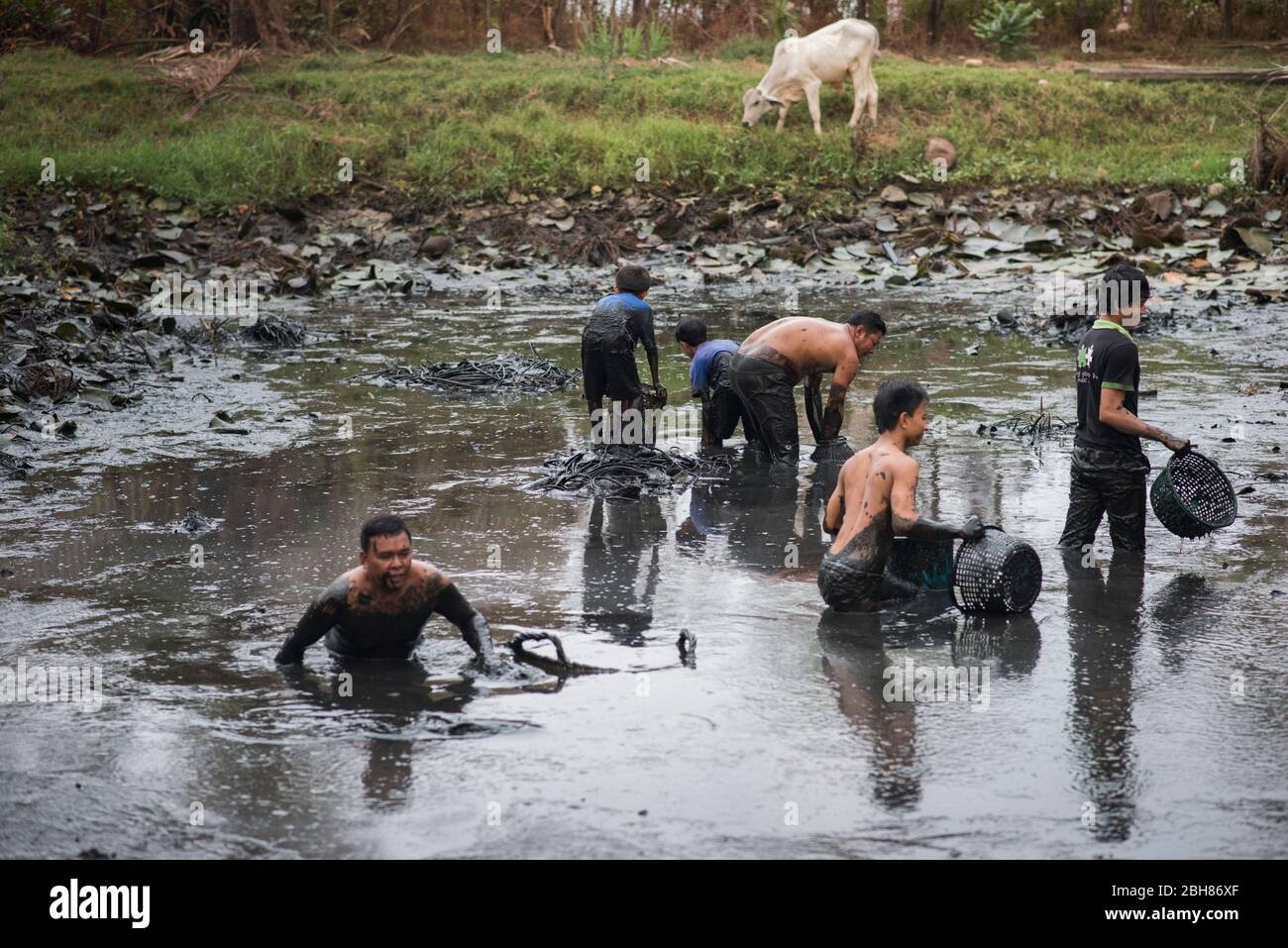Group of people catching fish in a muddy pond of Kampot, Cambodia Stock ...