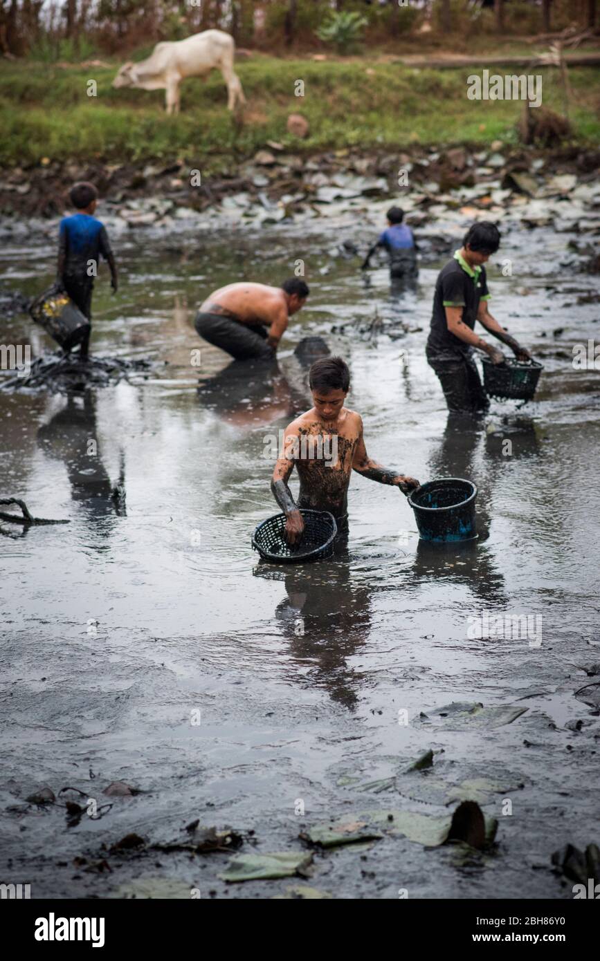 Group of people catching fish in a muddy pond of Kampot, Cambodia Stock ...