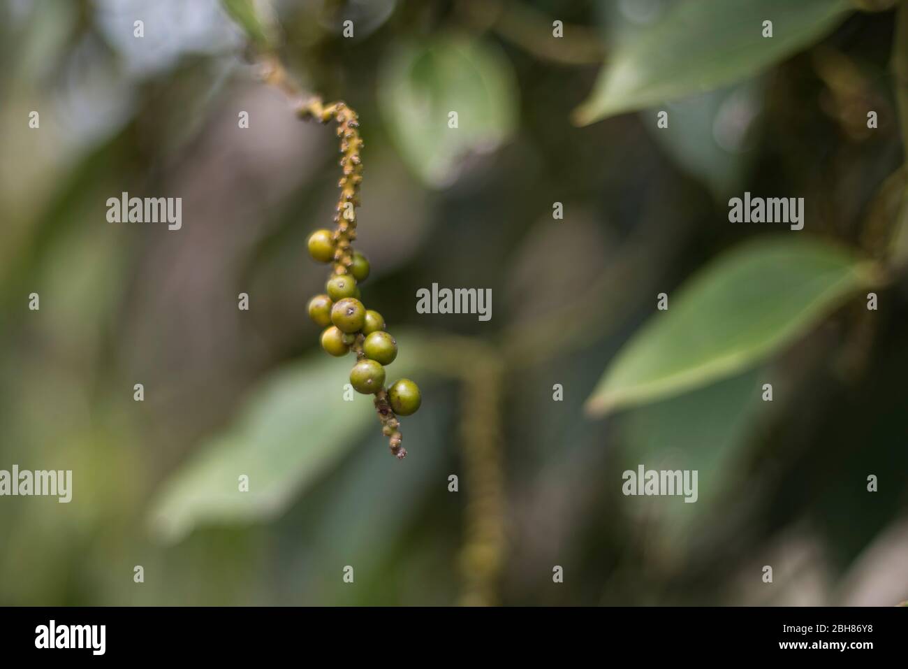 Fresh peppercorns growing on a pepper farm in Kampot, Cambodia Stock ...