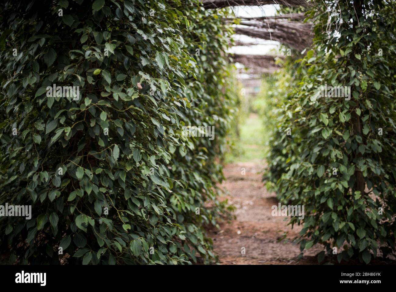 Pepper plant ina farm of Kampot, Cambodia Stock Photo - Alamy