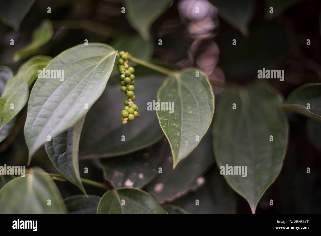 Fresh peppercorns growing on a pepper farm in Kampot, Cambodia Stock ...