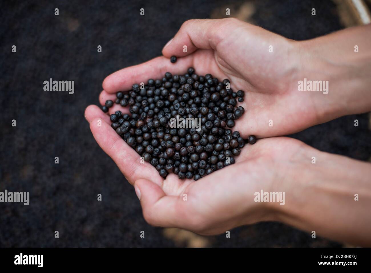 Hand picked black peppercorns on display, Kampot, Cambodia Stock Photo ...