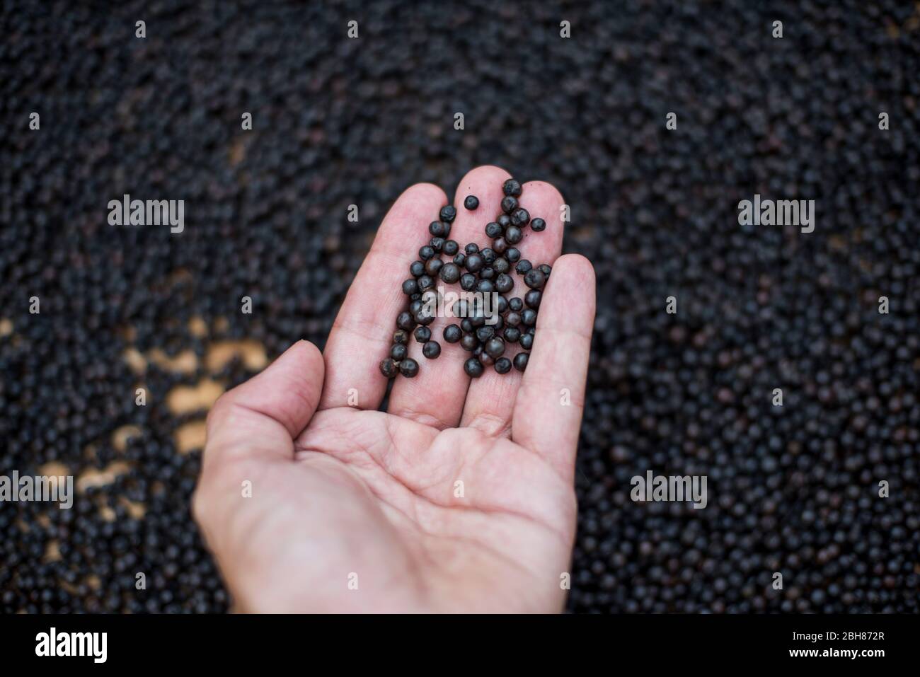 Hand picked black peppercorns on display, Kampot, Cambodia Stock Photo ...