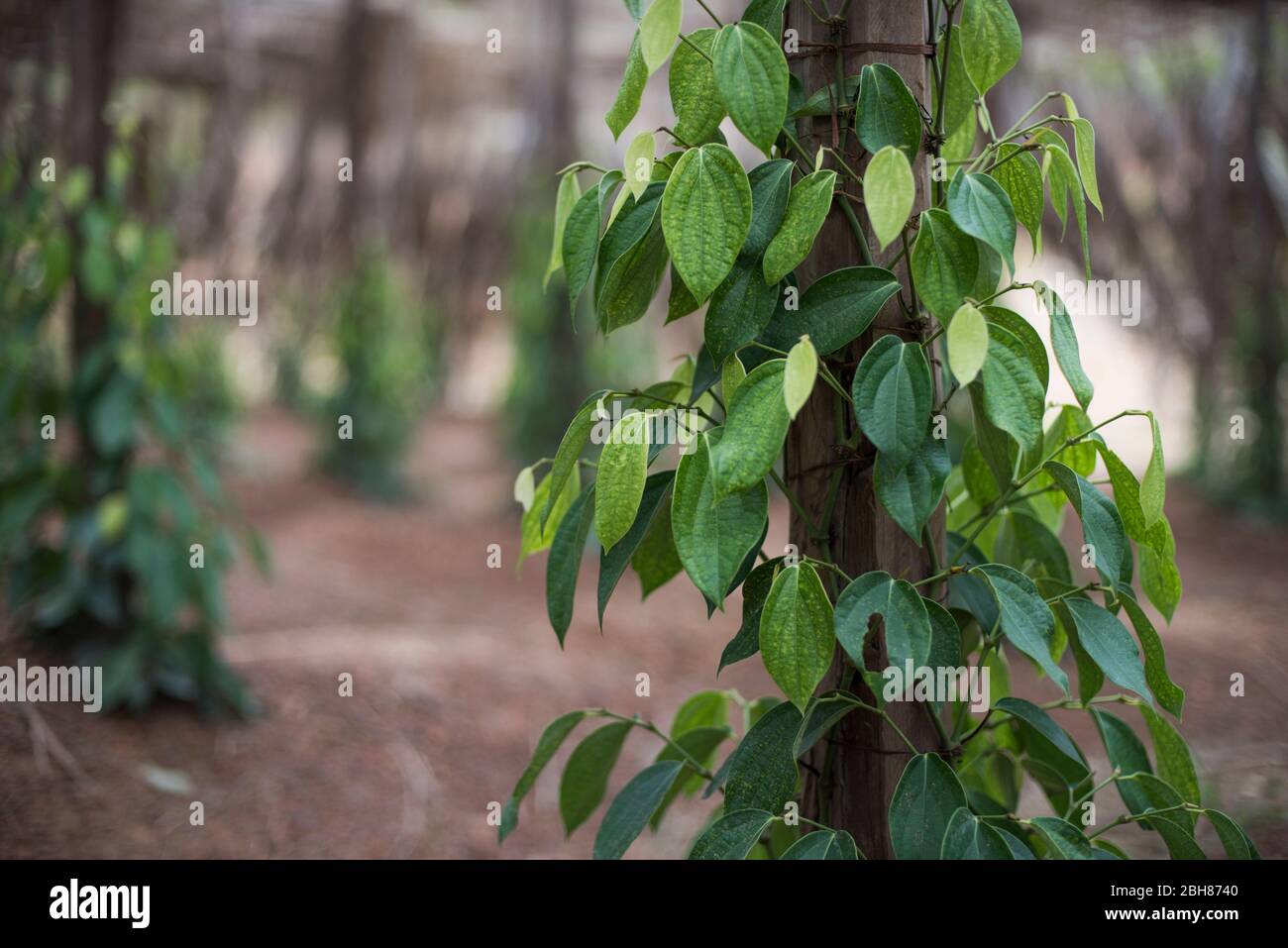 Pepper plant in a farm of Kampot, Cambodia Stock Photo - Alamy