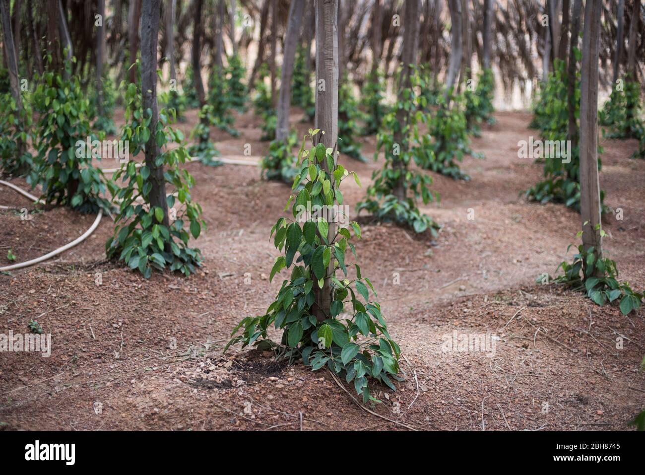 Pepper plant in a farm of Kampot, Cambodia Stock Photo - Alamy