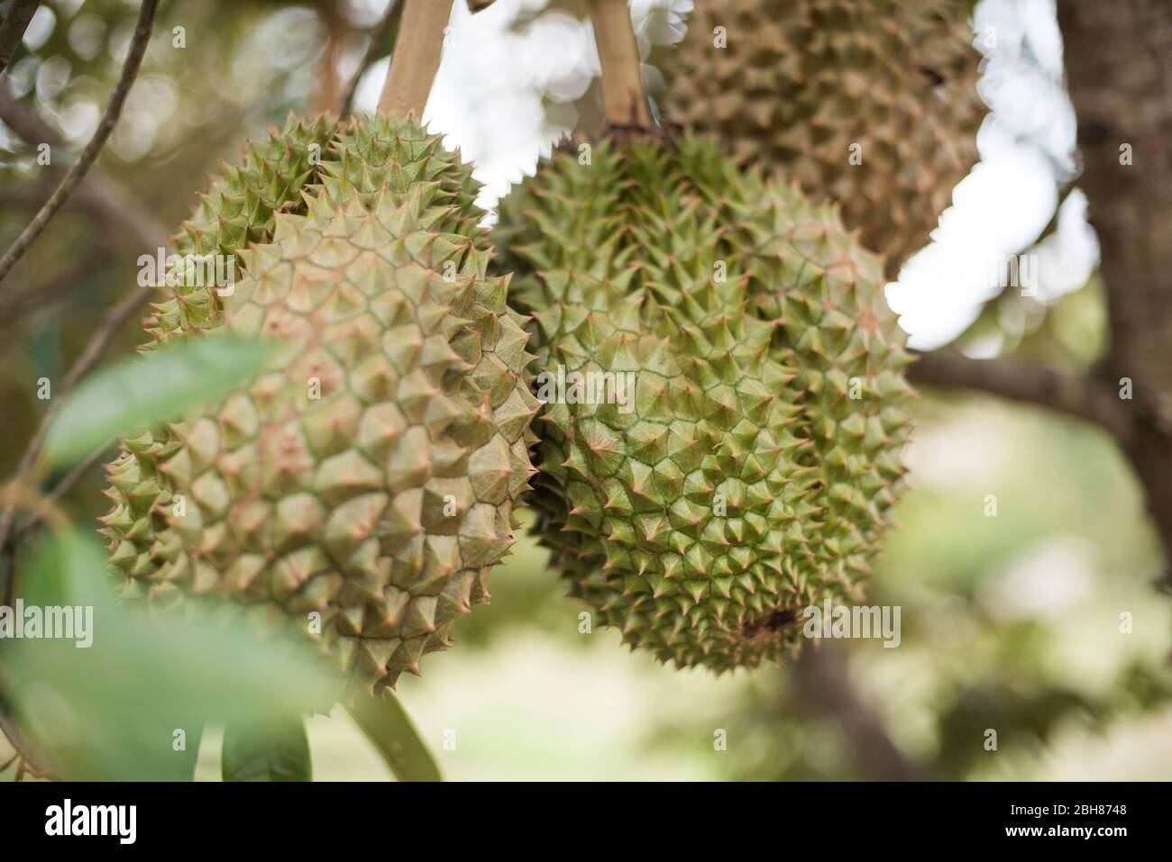 Fresh durian fruit hanging from a tree branch, Kampot, Cambodia Stock ...