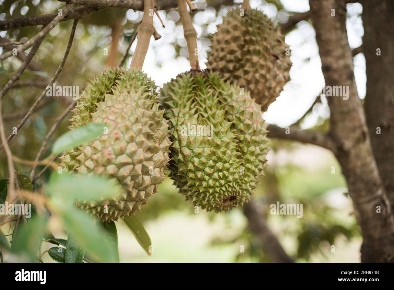 Fresh durian fruit hanging from a tree branch, Kampot, Cambodia Stock ...