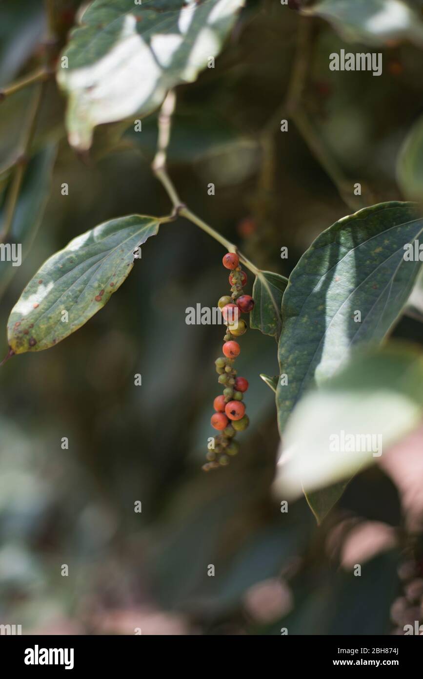 Fresh peppercorns growing on a pepper farm in Kampot, Cambodia Stock ...
