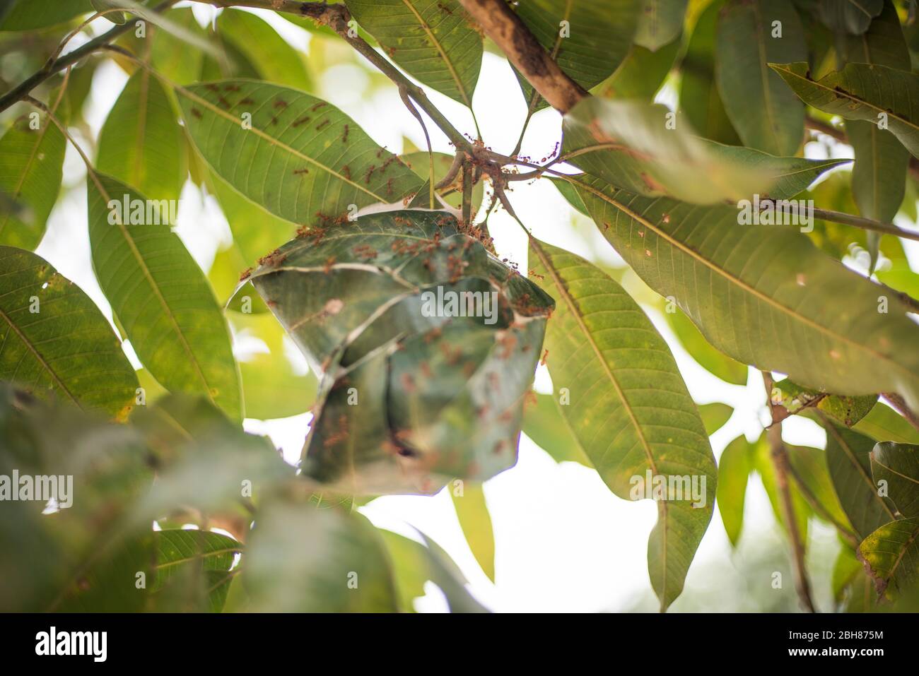 Ant nest hanging from a tree, Kampot, Cambodia Stock Photo - Alamy