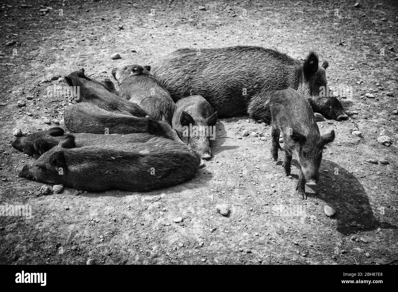 Wild boars on farm hi-res stock photography and images - Alamy