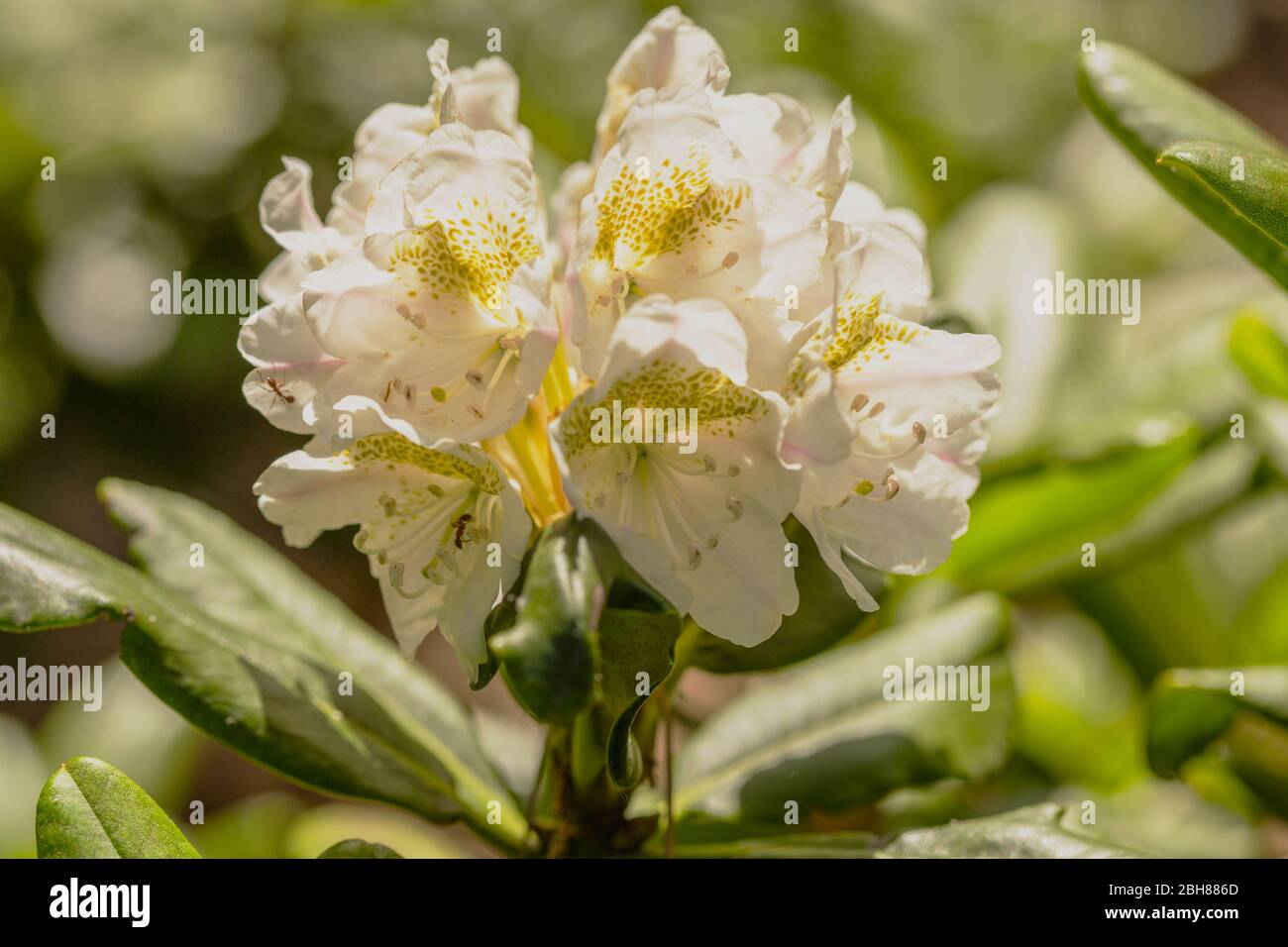 Catawba rhododendron rhododendron catawbiense hi-res stock photography ...