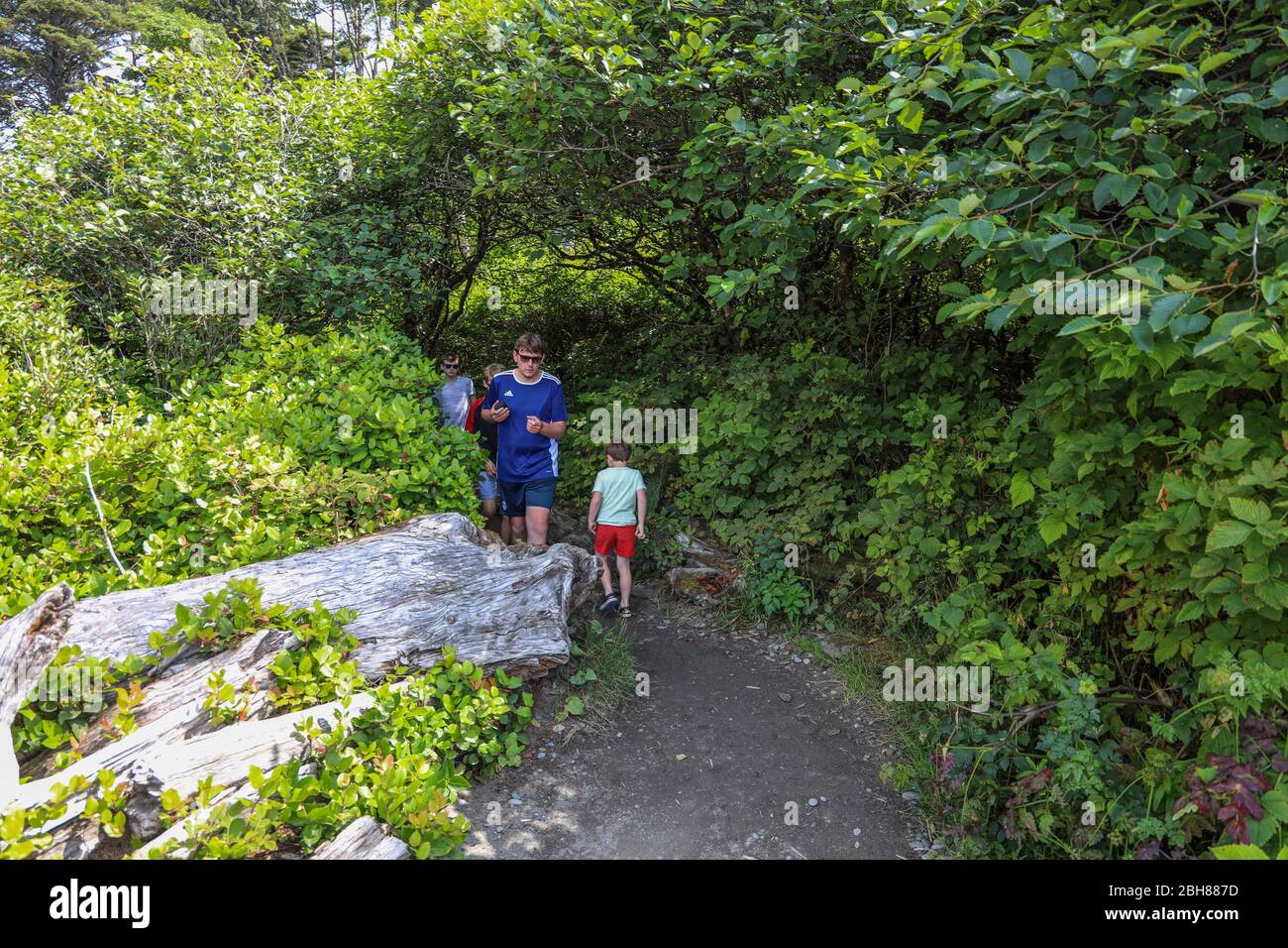 Pathway through the woods to Ruby Beach, Forks, Olympic National Park ...