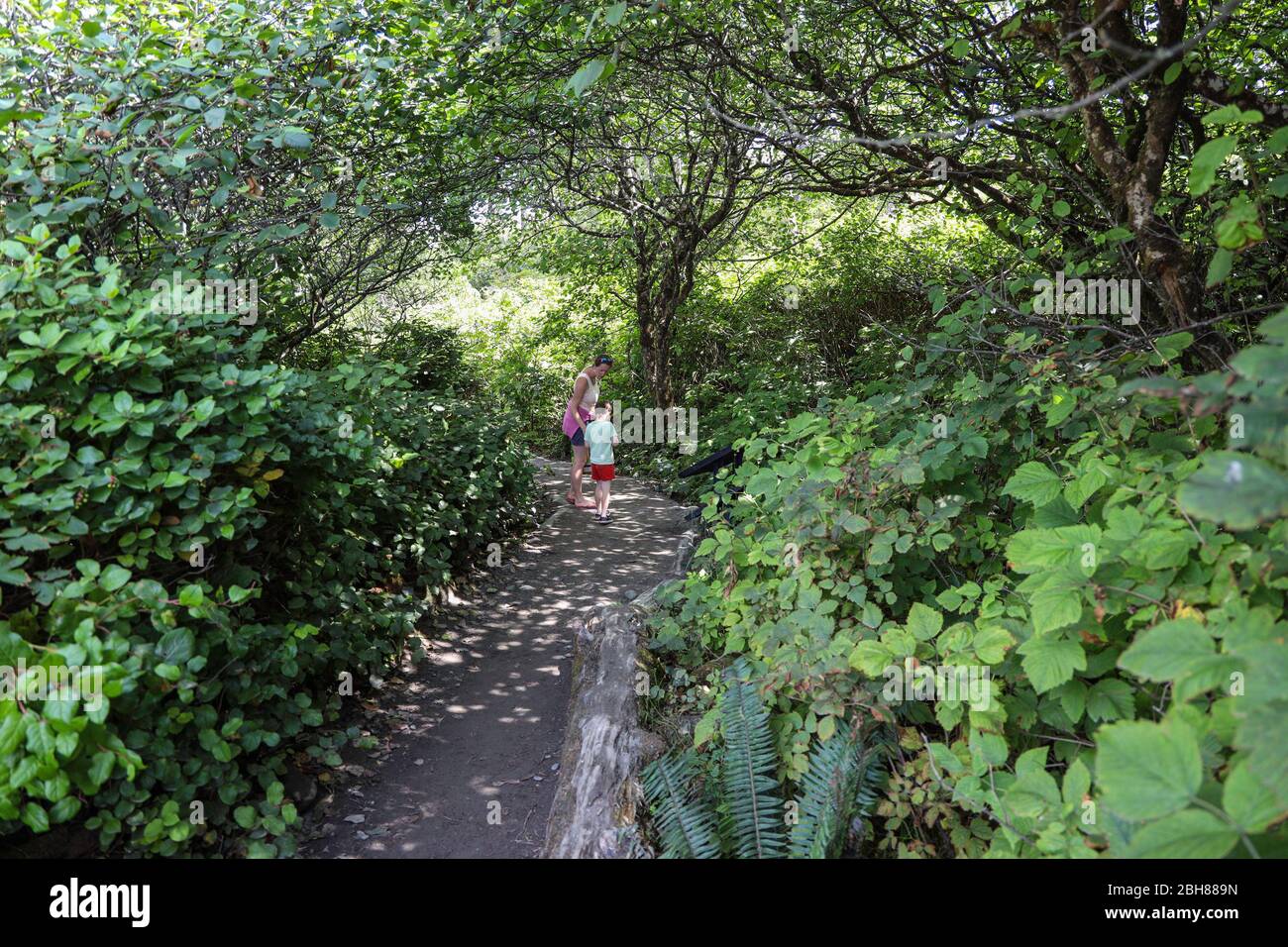 Pathway through the woods to Ruby Beach, Forks, Olympic National Park ...