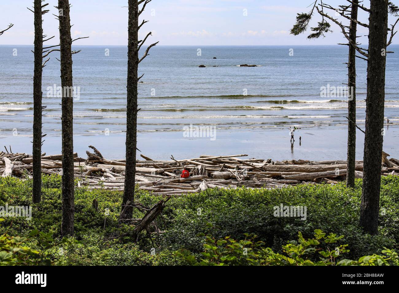 Driftwood collects here at popular Ruby Beach, Forks, Olympic National ...