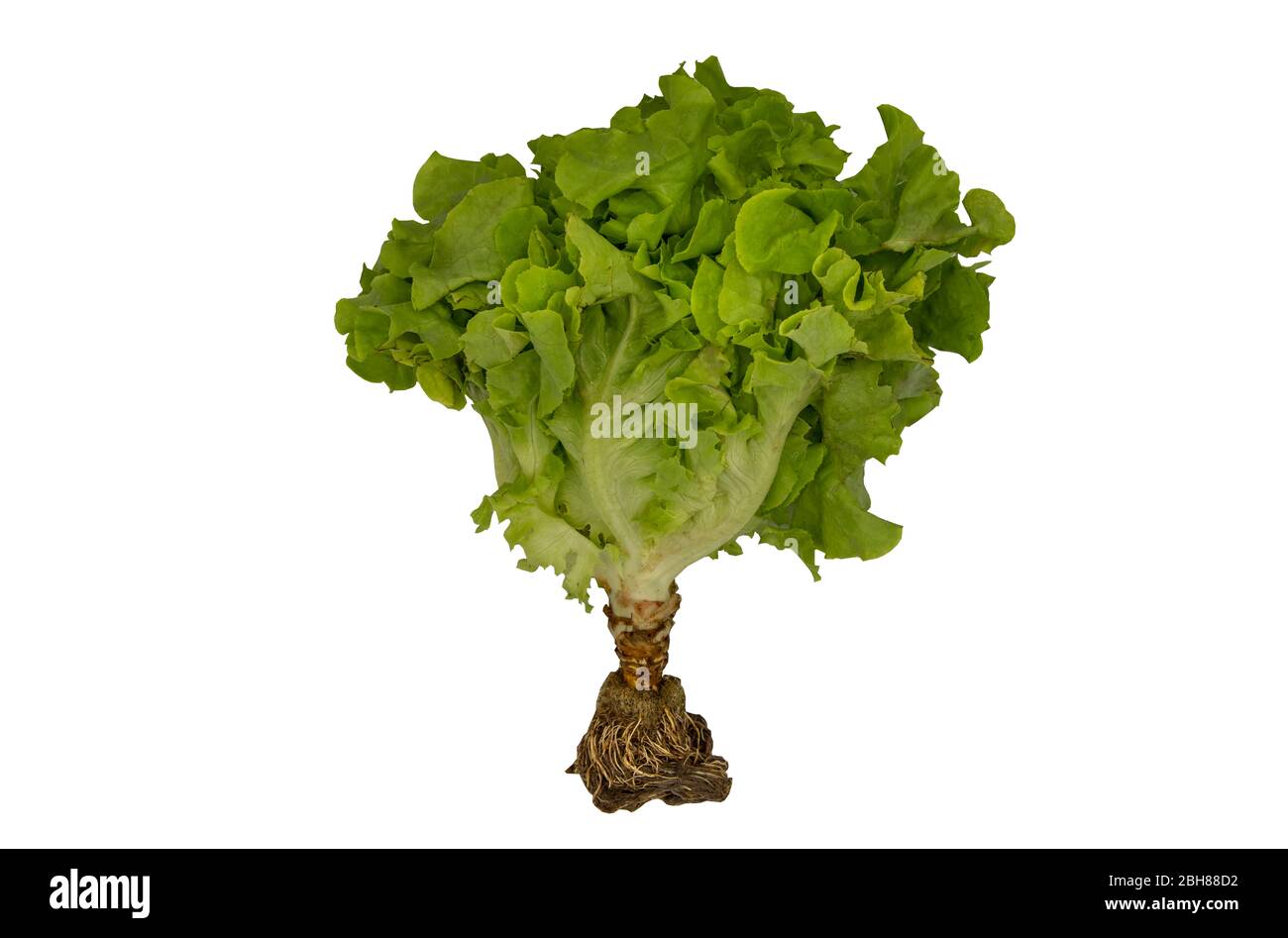 Organic hydroponic Green Oak Lettuce isolated on white background with clipping path. Selective ...