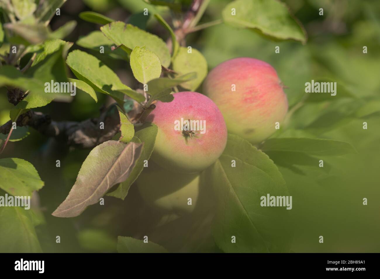 Pears life cycle hi-res stock photography and images - Alamy