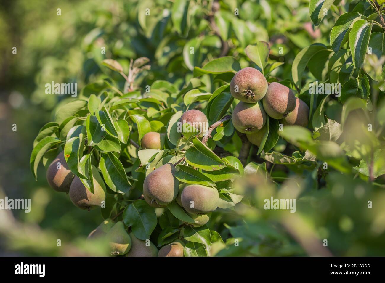 Pears life cycle hi-res stock photography and images - Alamy