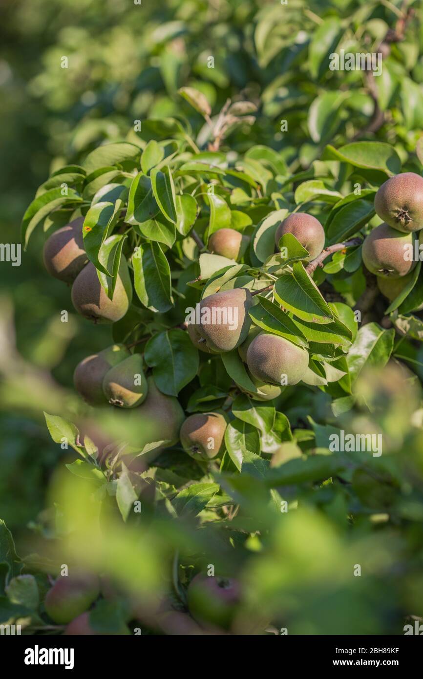 Pears life cycle hi-res stock photography and images - Alamy