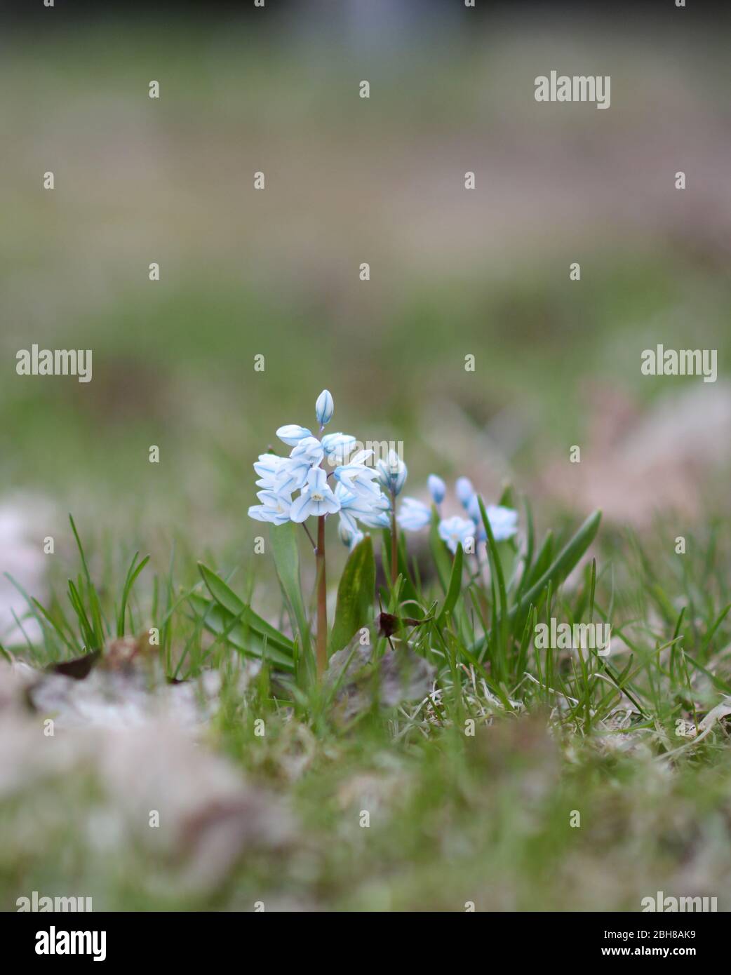 White squill scilla hi-res stock photography and images - Alamy