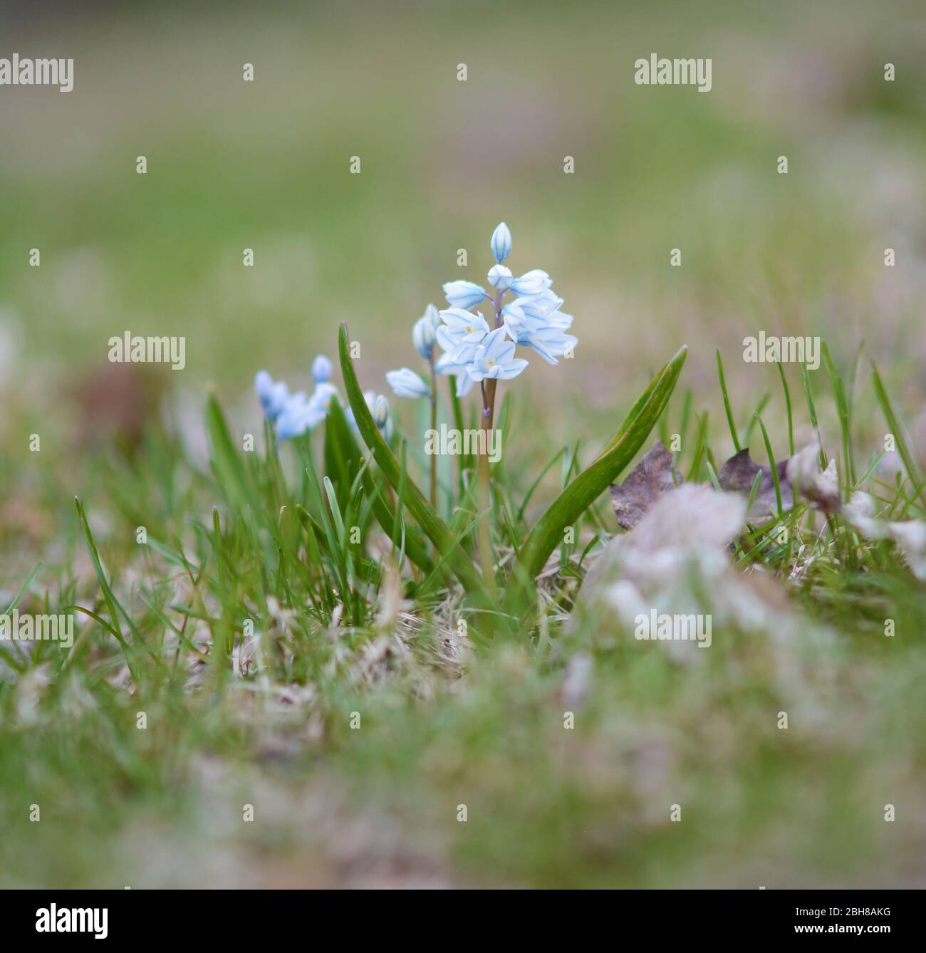 White squill scilla hi-res stock photography and images - Alamy