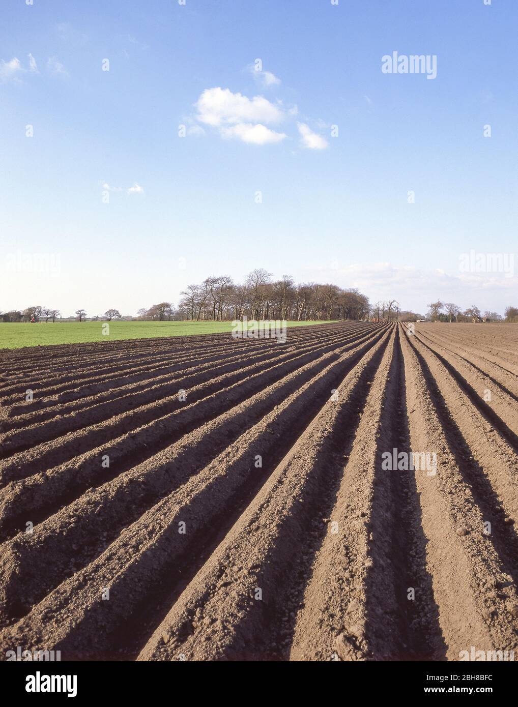 Ormskirk agriculture hi-res stock photography and images - Alamy