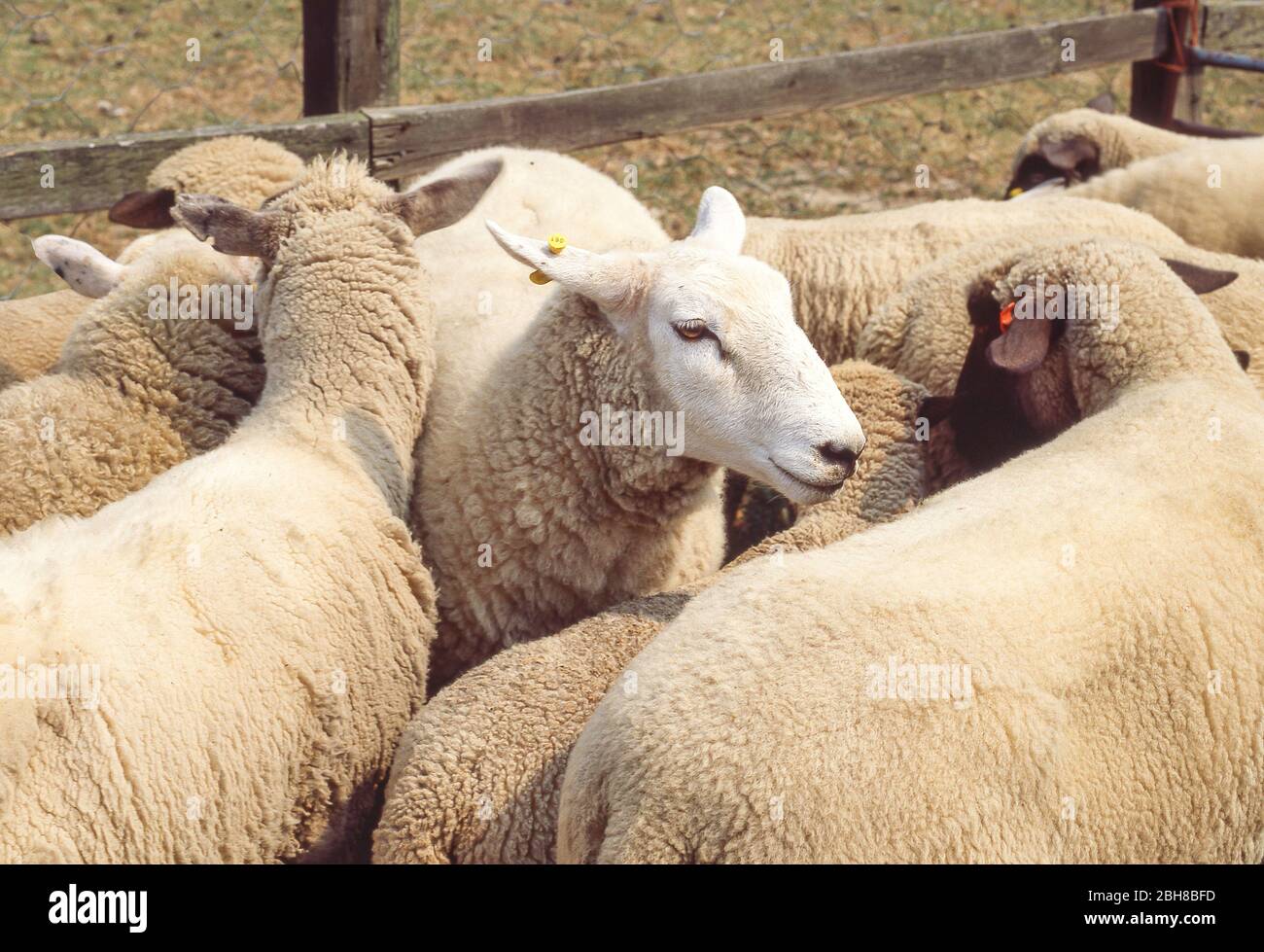 Sheep in pen on farm near Ormskirk, Lancashire, England, United Kingdom ...