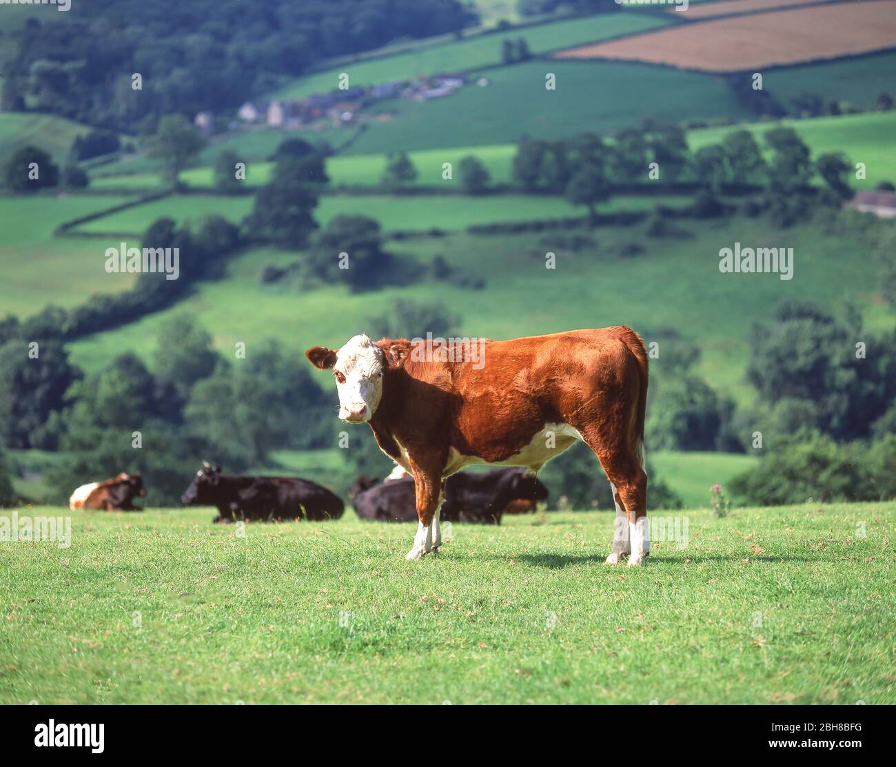 A Hereford calf in field near Bath, Somerset, England, United Kingdom ...