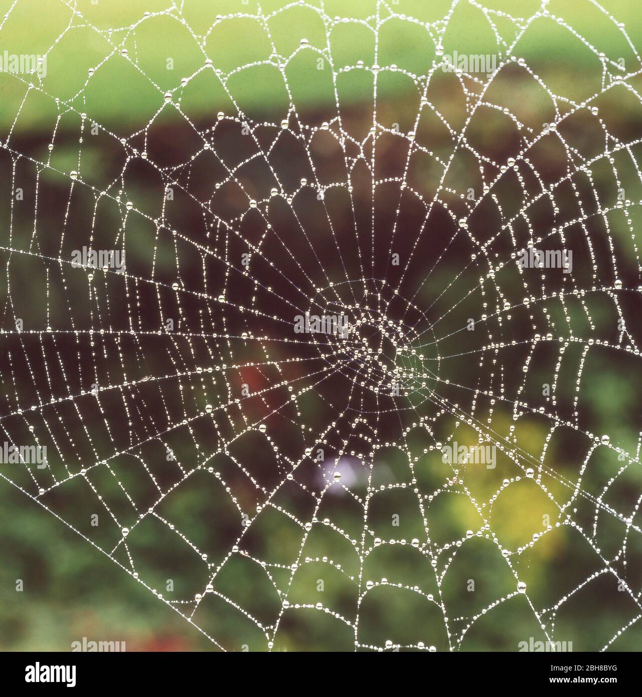 Spiders Web With Water Droplets Spider Spiderweb Cobweb Prey Pa Hi Res
