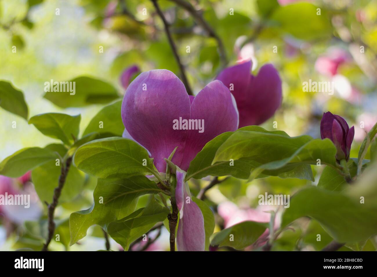 A close up of a beautiful pinky purple magnolia flower and foliage in ...