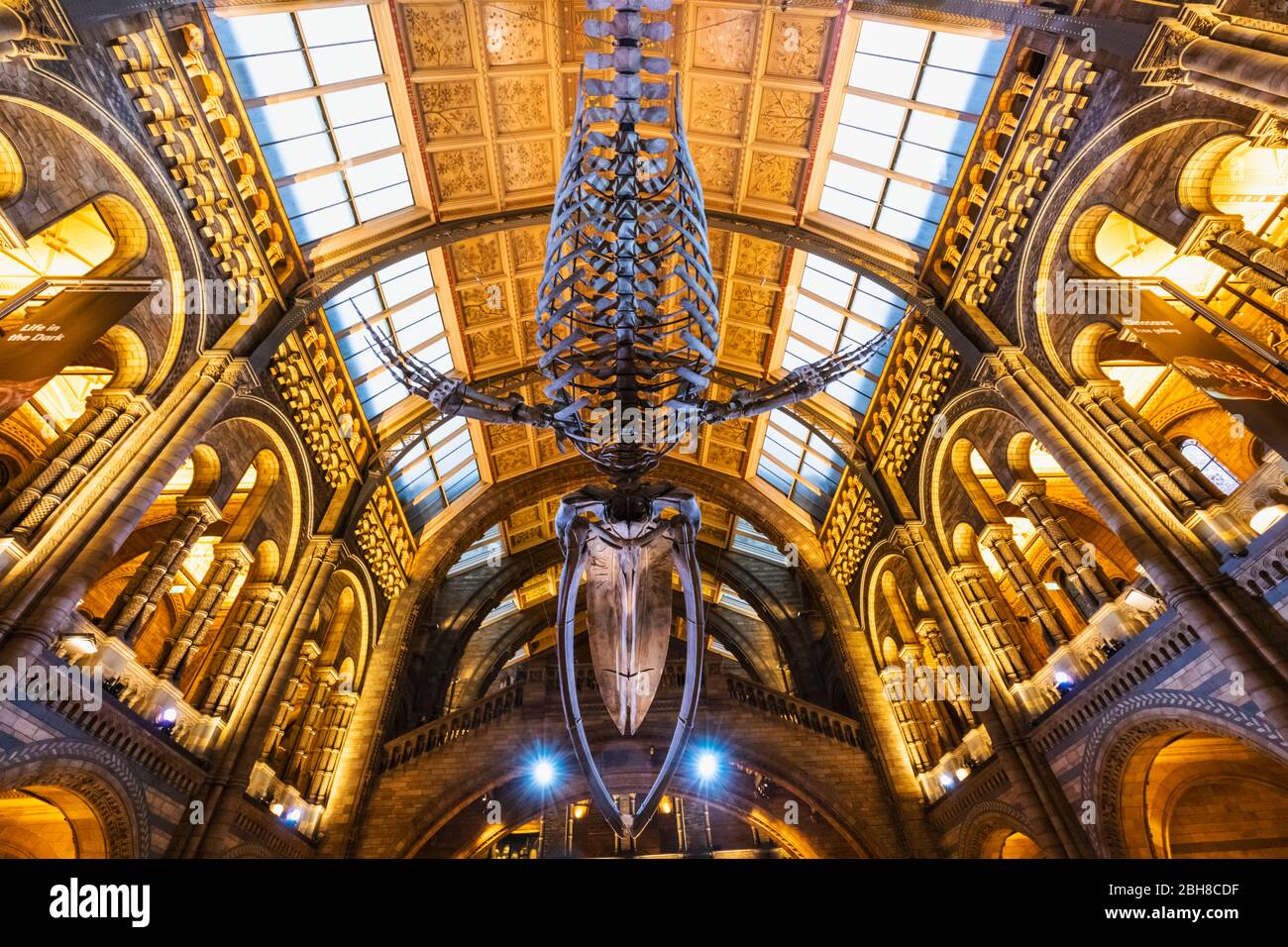 England, London, South Kensington, Natural History Museum, Exhibit of ...