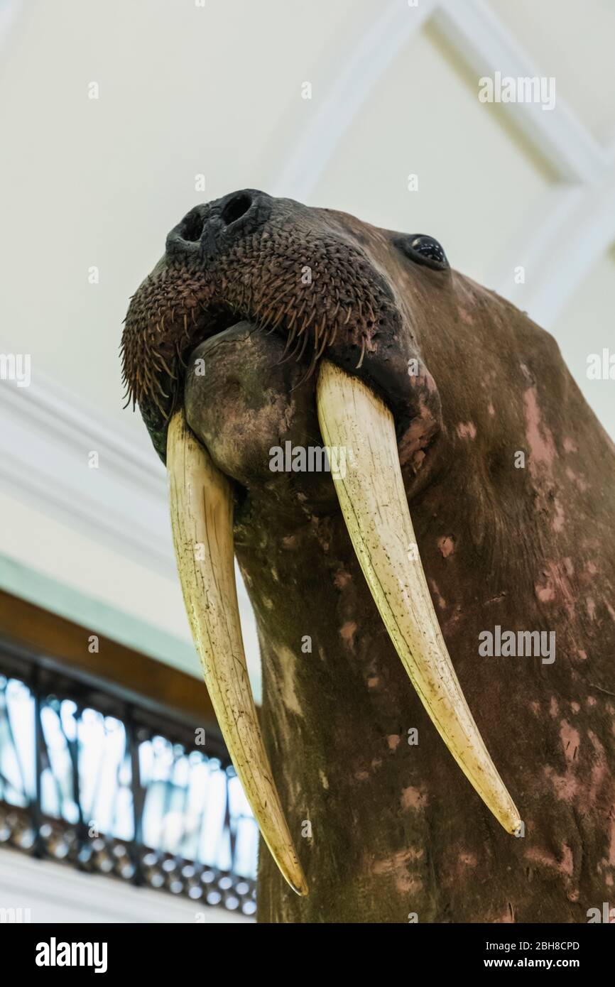 Horniman museum walrus hi-res stock photography and images - Alamy