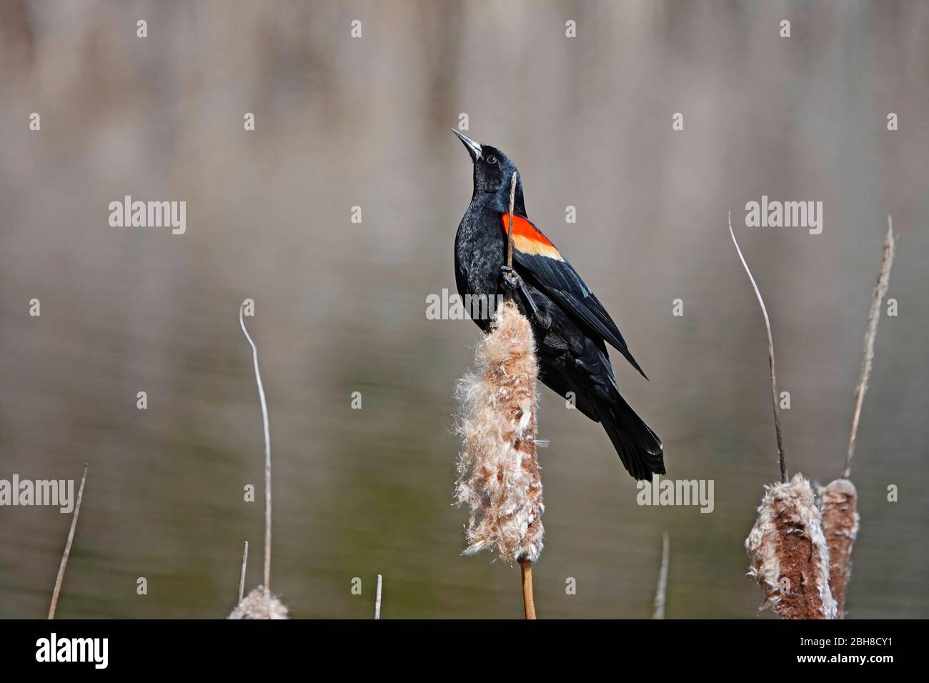 Red winged black b ird hi-res stock photography and images - Alamy