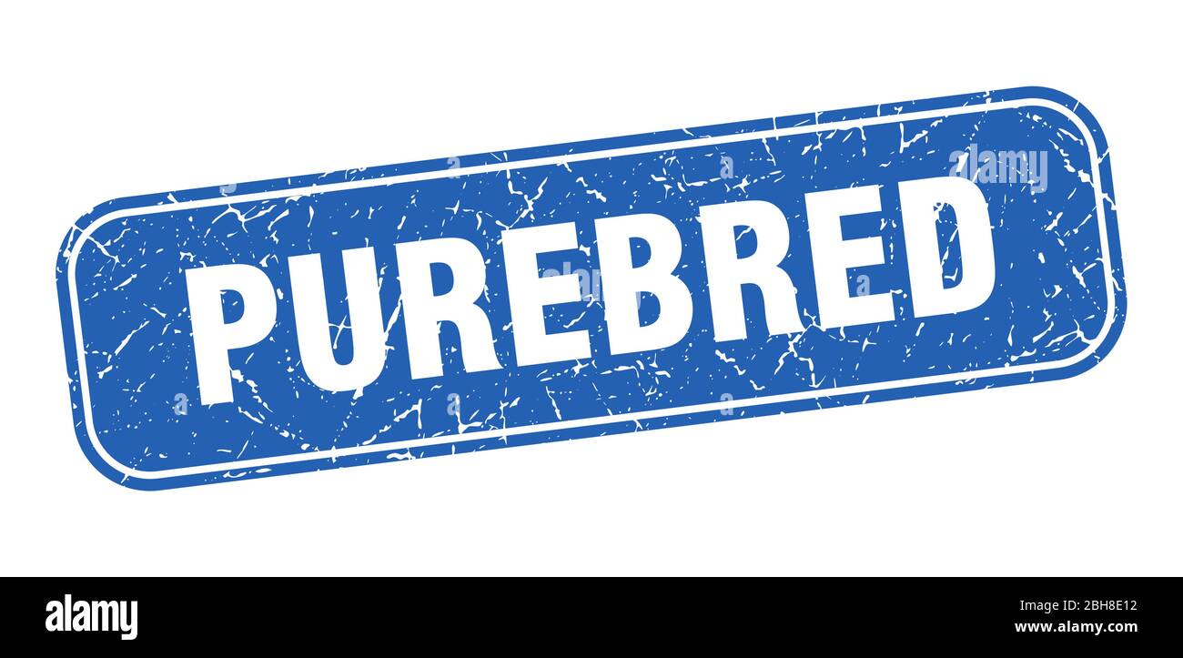 purebred stamp. purebred square grungy blue sign Stock Vector Image ...