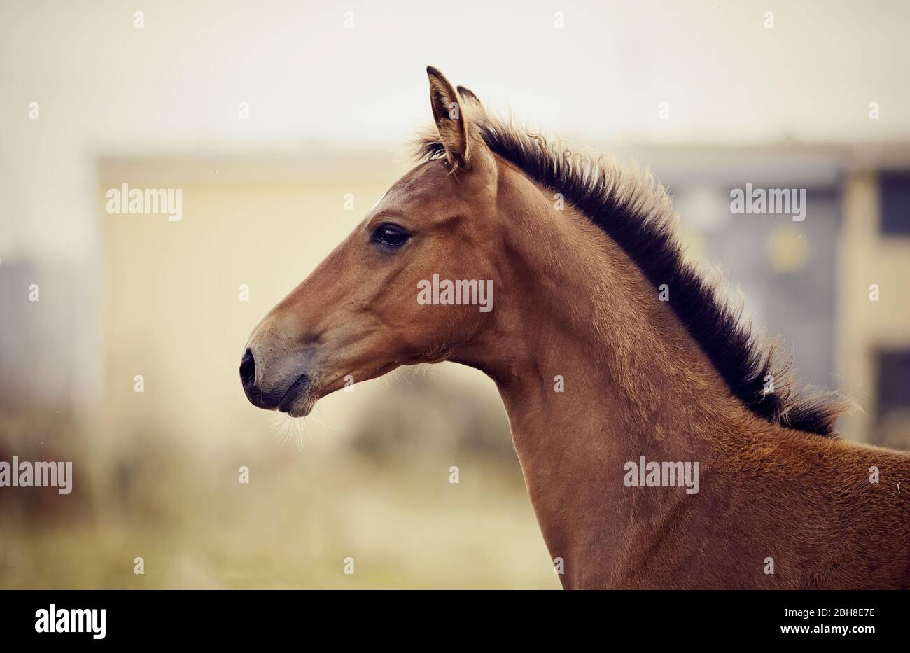 Portrait of a red foal sporting breed. Small horse Stock Photo - Alamy