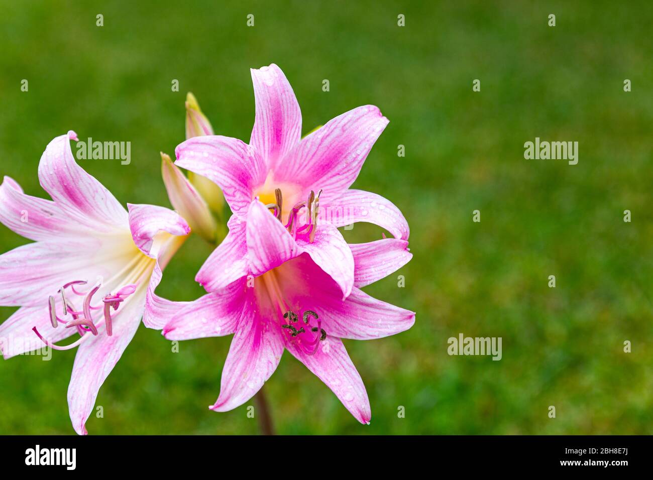 Bouquet three white lilies hi-res stock photography and images - Alamy