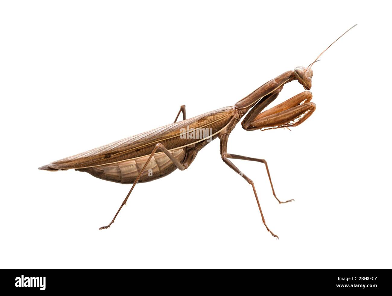 Giant brown European mantis (Mantis religiosa) isolated on a white ...