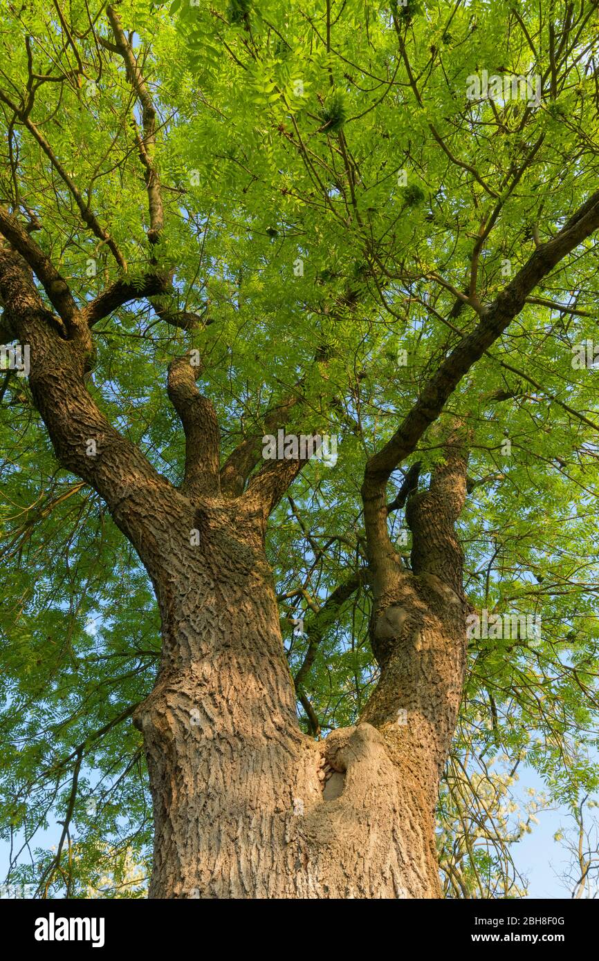 Robinia, Robinia pseudoacacia, Wurzburg, Franconia, Bavaria, Germany ...