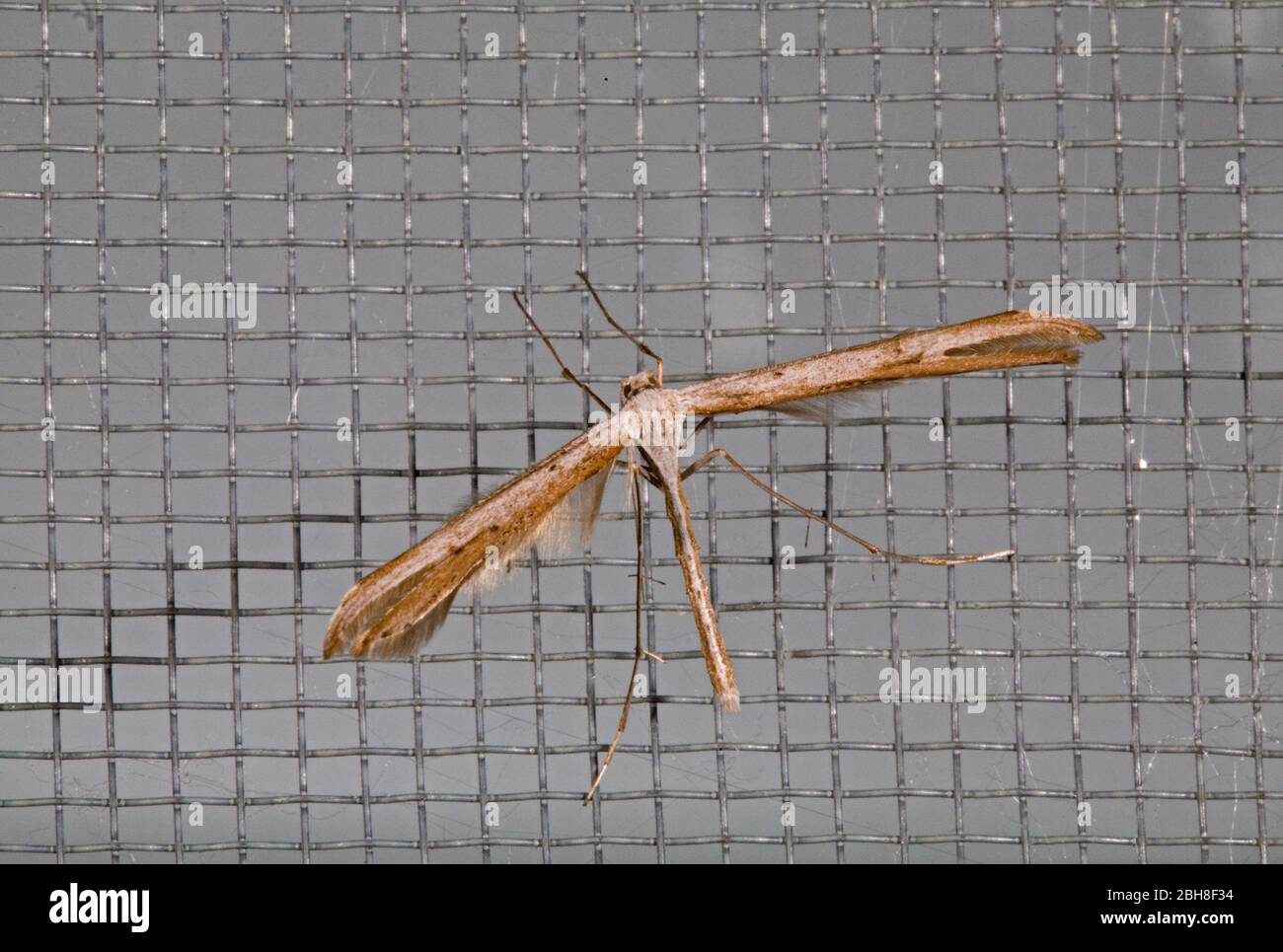 Moth leg hi-res stock photography and images - Alamy