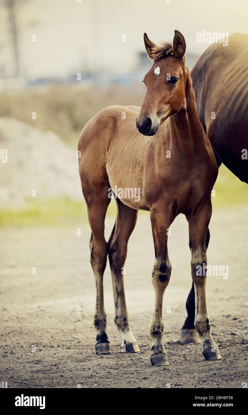 Red foal sporting breed with a mare. Small horse. Foal with an asterisk ...