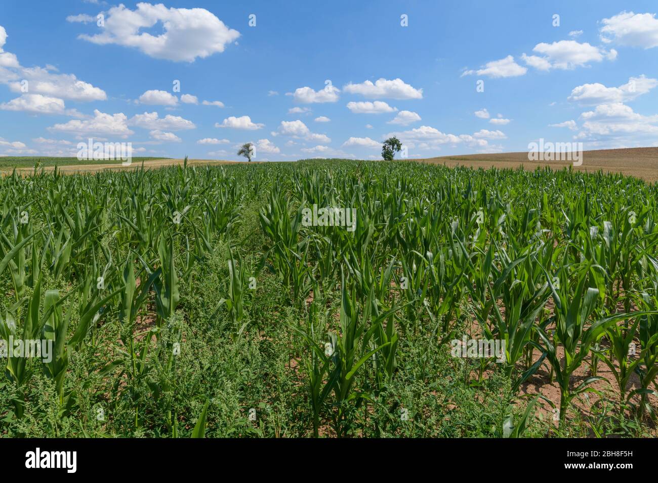 Corn field in the summer, Grabfeld, Bavaria, Germany Stock Photo - Alamy