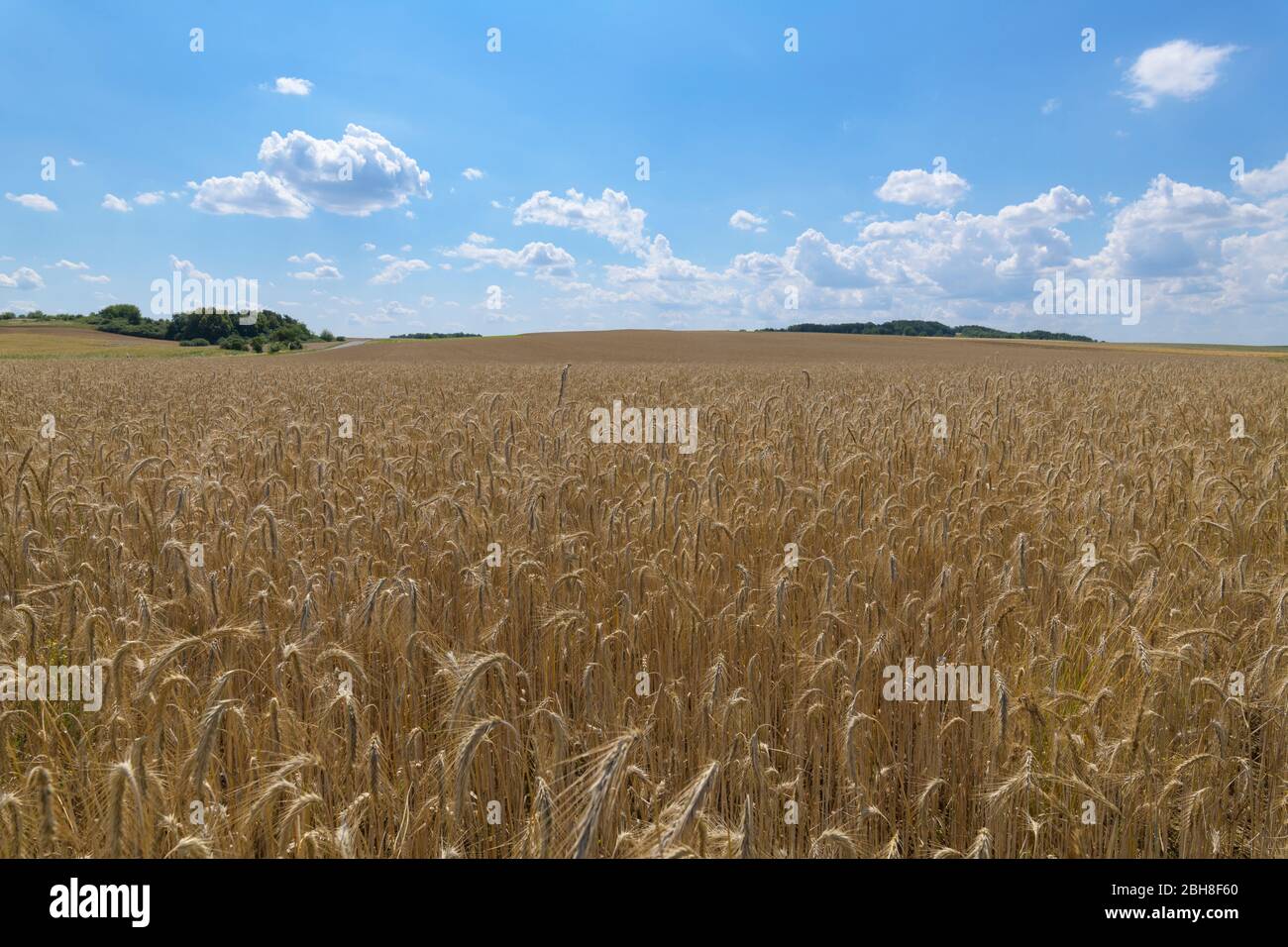 Wheat field in summer, Alsleben, Grabfeld, Bavaria, Germany Stock Photo ...