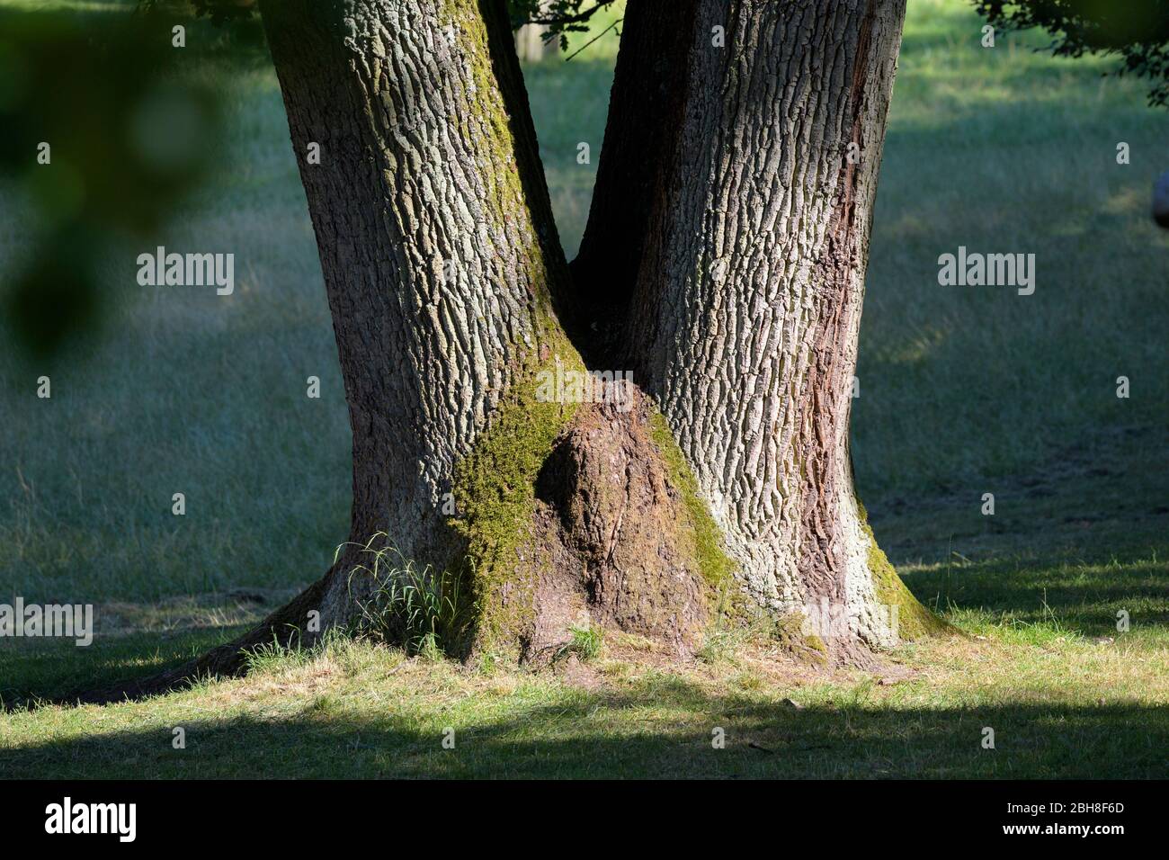 Forked tree hi-res stock photography and images - Alamy