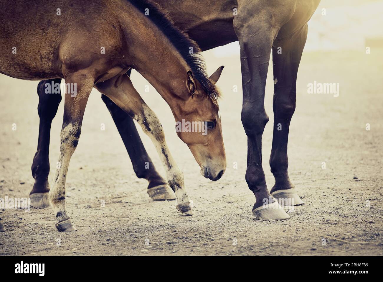 Red foal sporting breed with a mare. Small horse. Foal with an asterisk ...