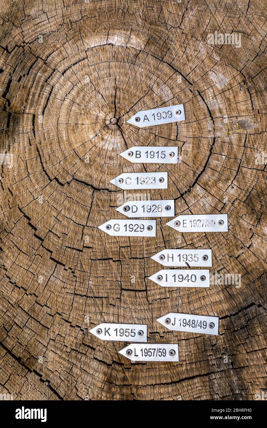 Section of secular tree trunk with labels with year. Seen from above ...