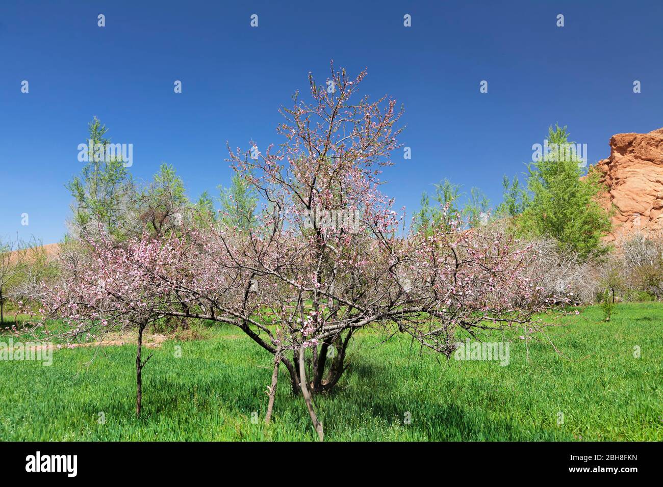 Morocco spring tourism hi-res stock photography and images - Alamy