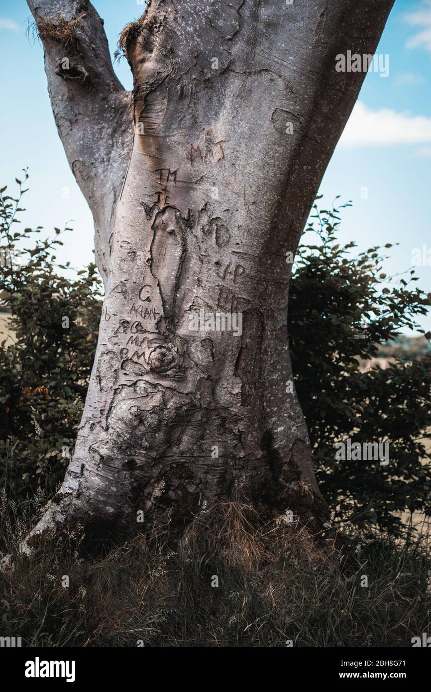 A tall tree. High quality photo Stock Photo - Alamy